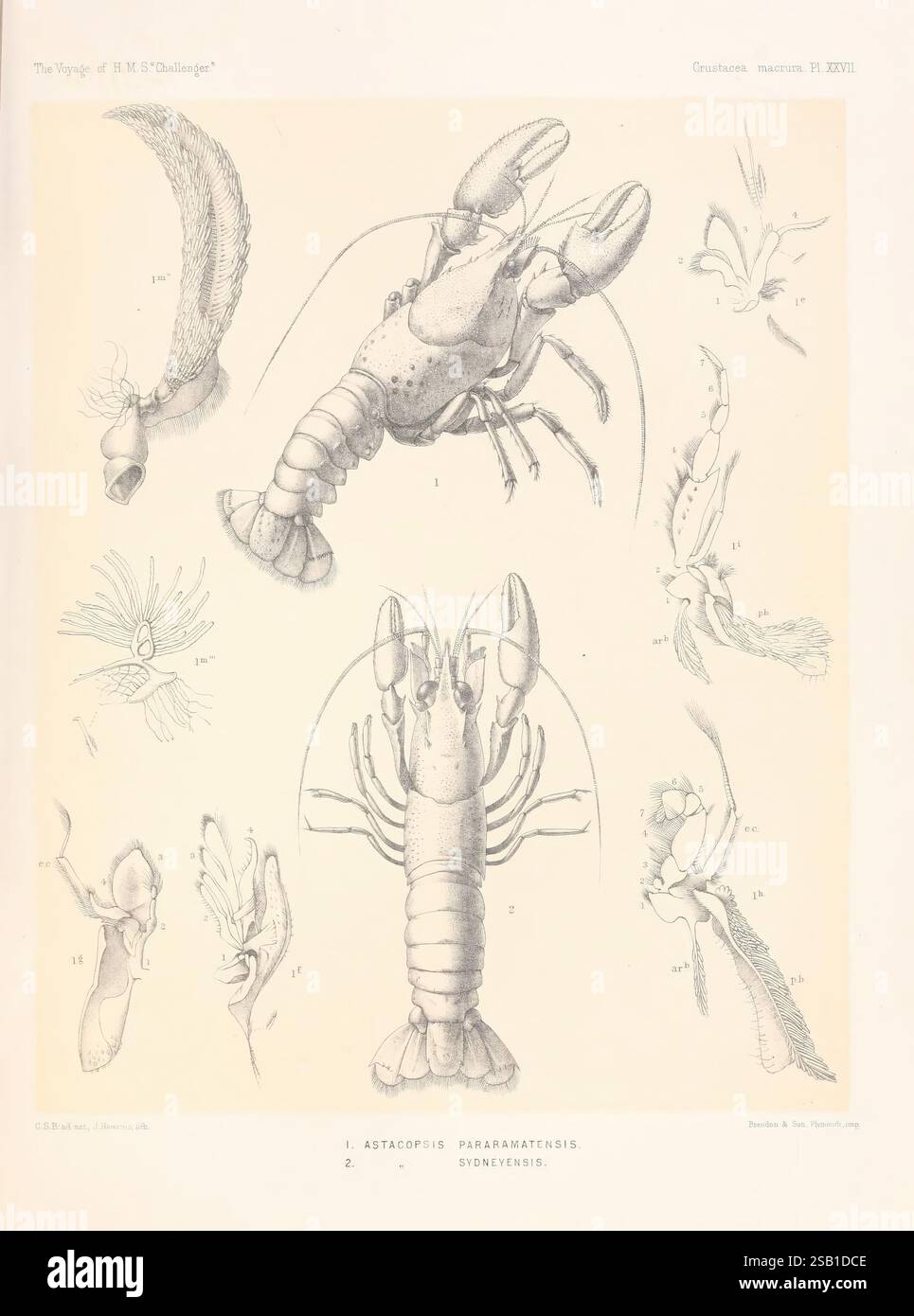 Various lobster species hi-res stock photography and images - Alamy