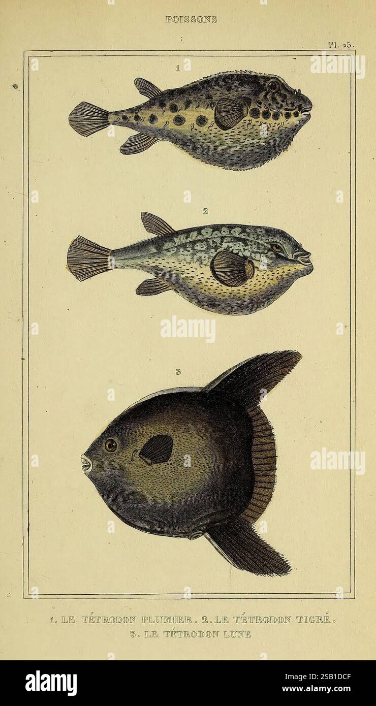 Oeuvres du comte de Lacépède, Paris, P. Duménil, 1836, natural history ...
