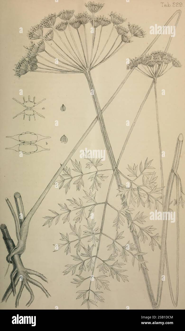 Intricate line work illustrates hi-res stock photography and images - Alamy