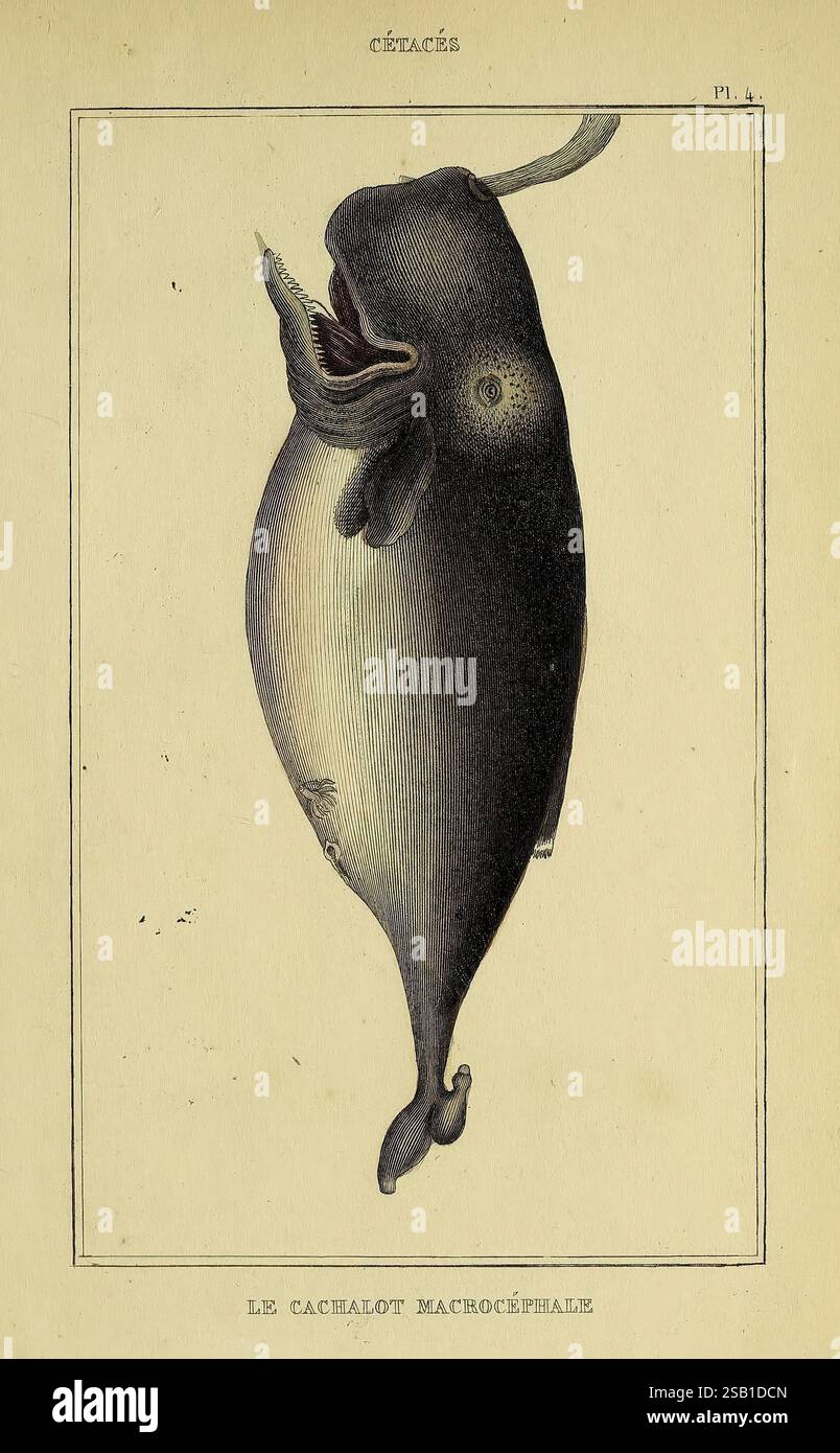 Oeuvres du comte de Lacépède, Paris, P. Duménil, 1836, natural history ...