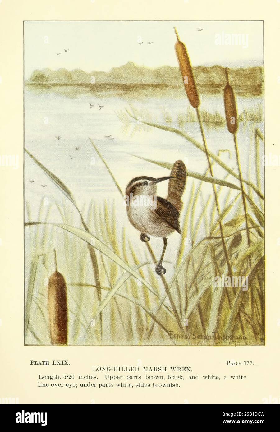 Teachers' manual of bird-life New York D. Appleton and Co. 1899 birds ...