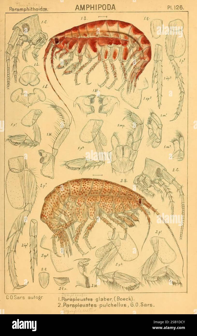 Detailed illustration showcases various species hi-res stock ...