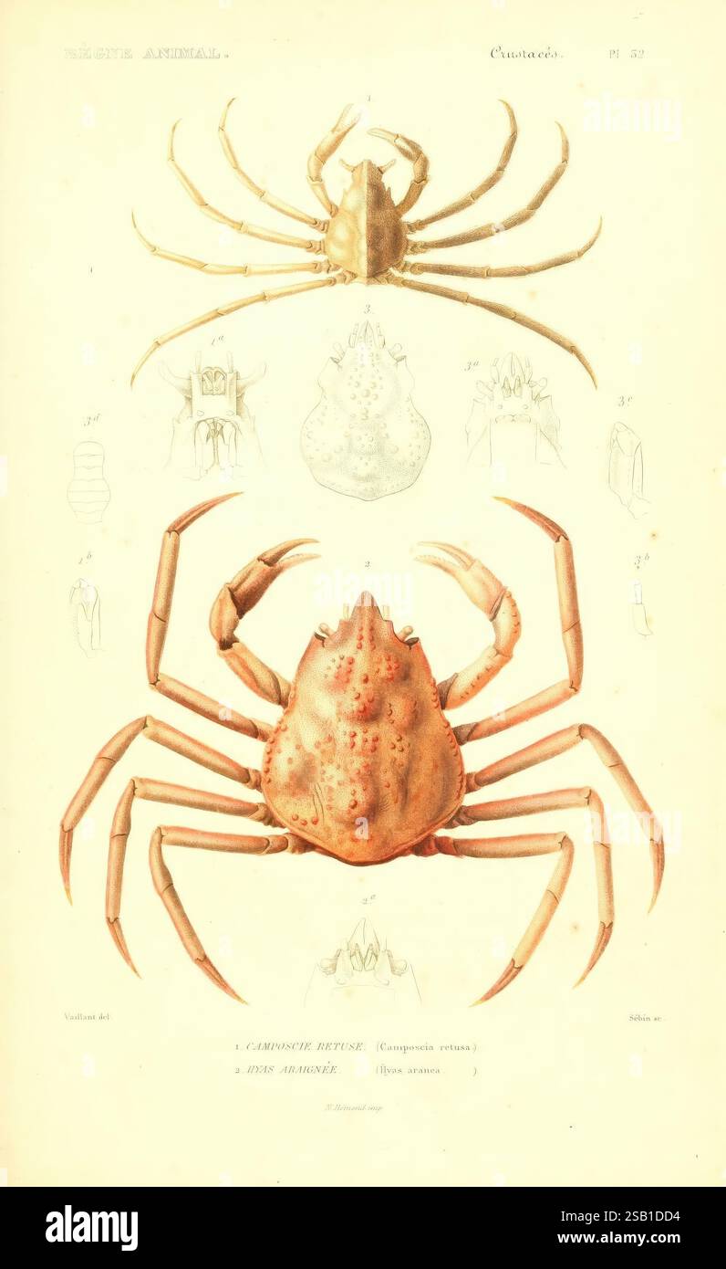 Crabs distinctive shape hi-res stock photography and images - Alamy