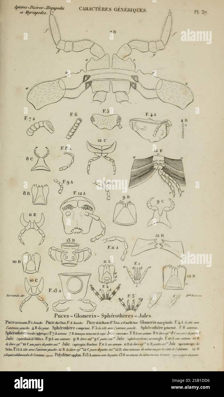 Histoire naturelle des insectes, Aptères, Paris, Librairie ...