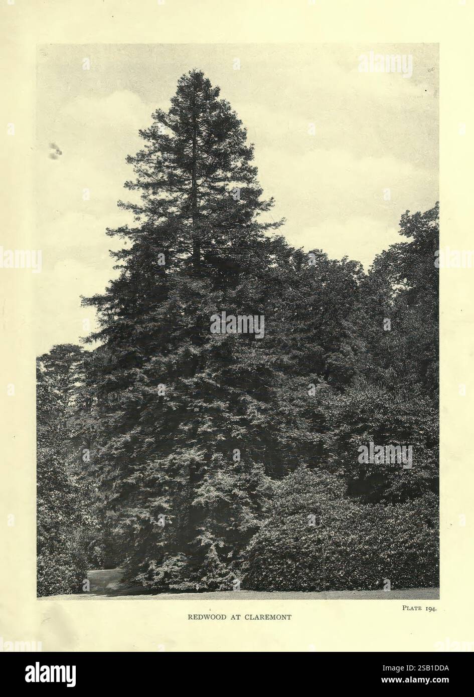 Towering tree showcases hi-res stock photography and images - Alamy