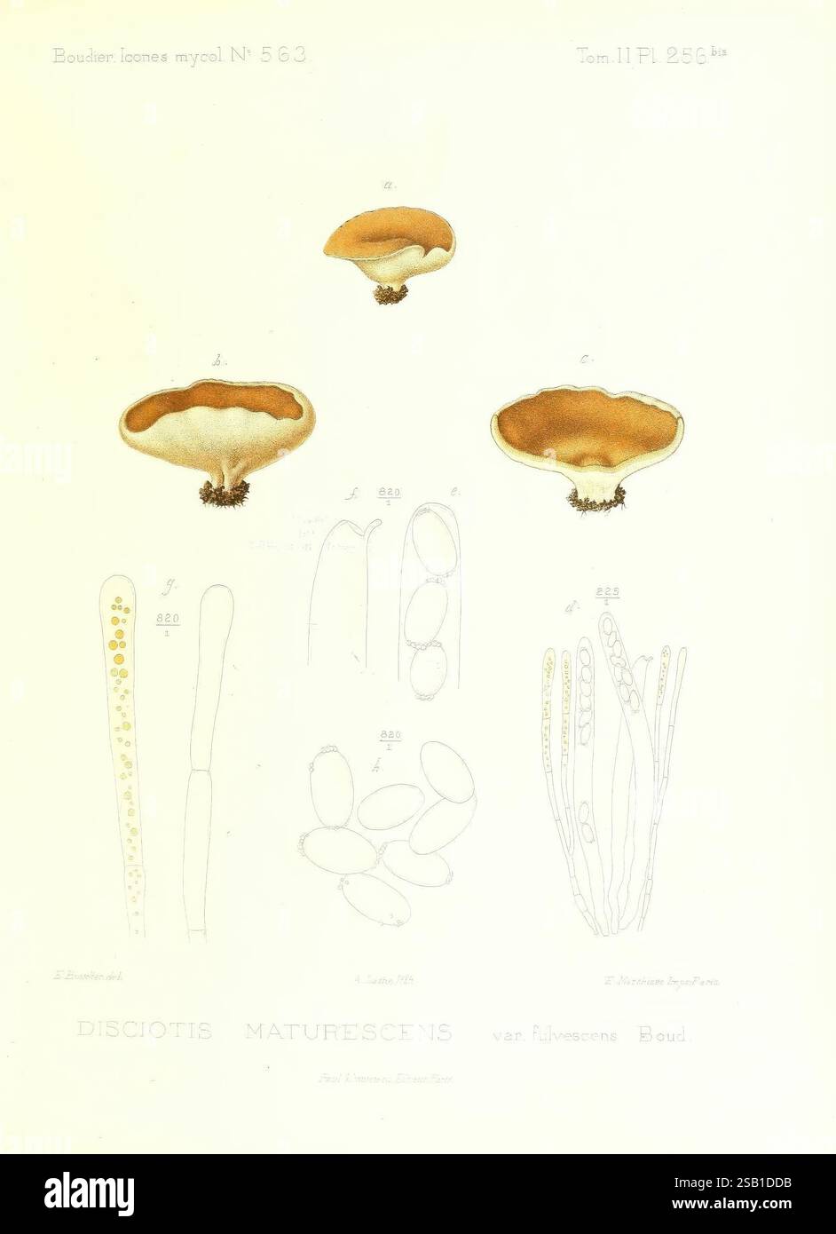 Fungus discitis maturing hi-res stock photography and images - Alamy