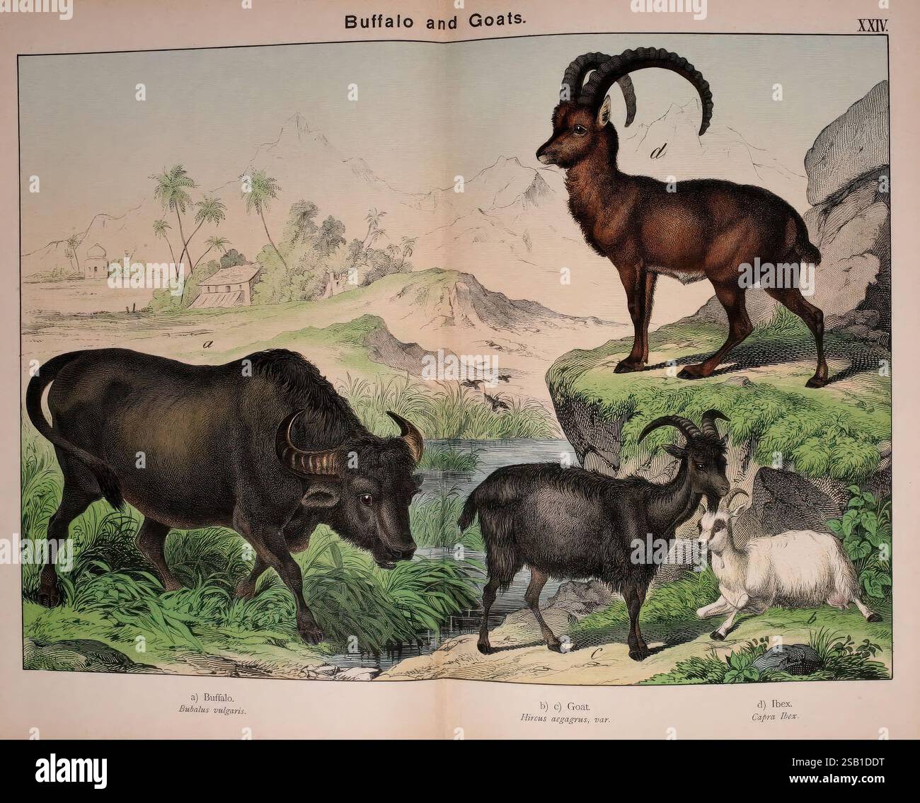 Two smaller goats hi-res stock photography and images - Alamy