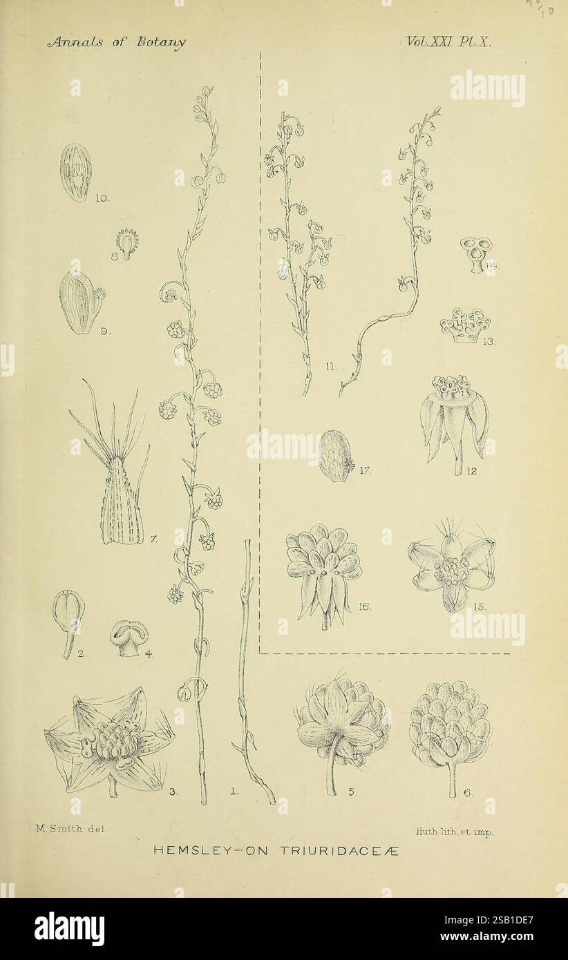 Annals of Botany London Botany Periodicals Plants, A series of ...