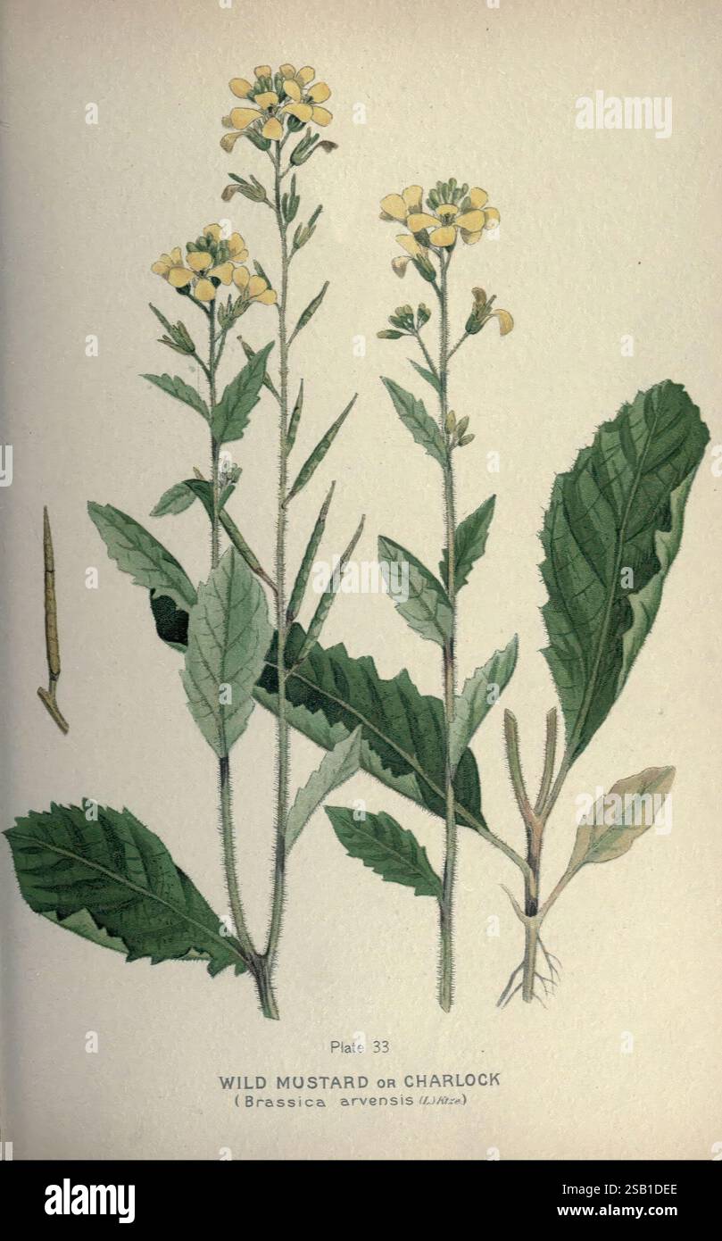 Farm, weeds, of, Canada, Ottawa, Dept. of Agriculture, 1923, botany ...