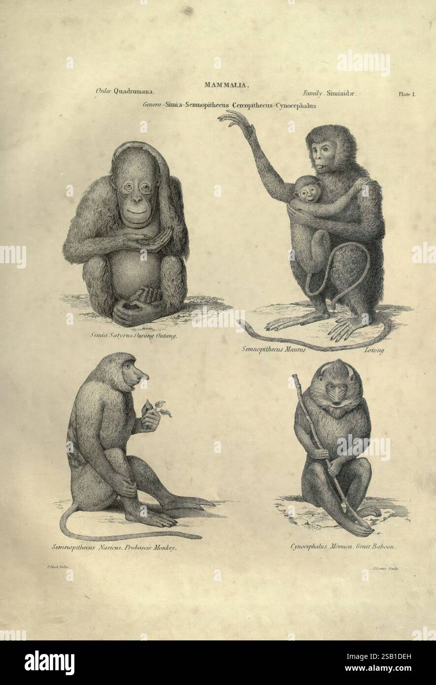 Different monkey species engaged hi-res stock photography and images ...