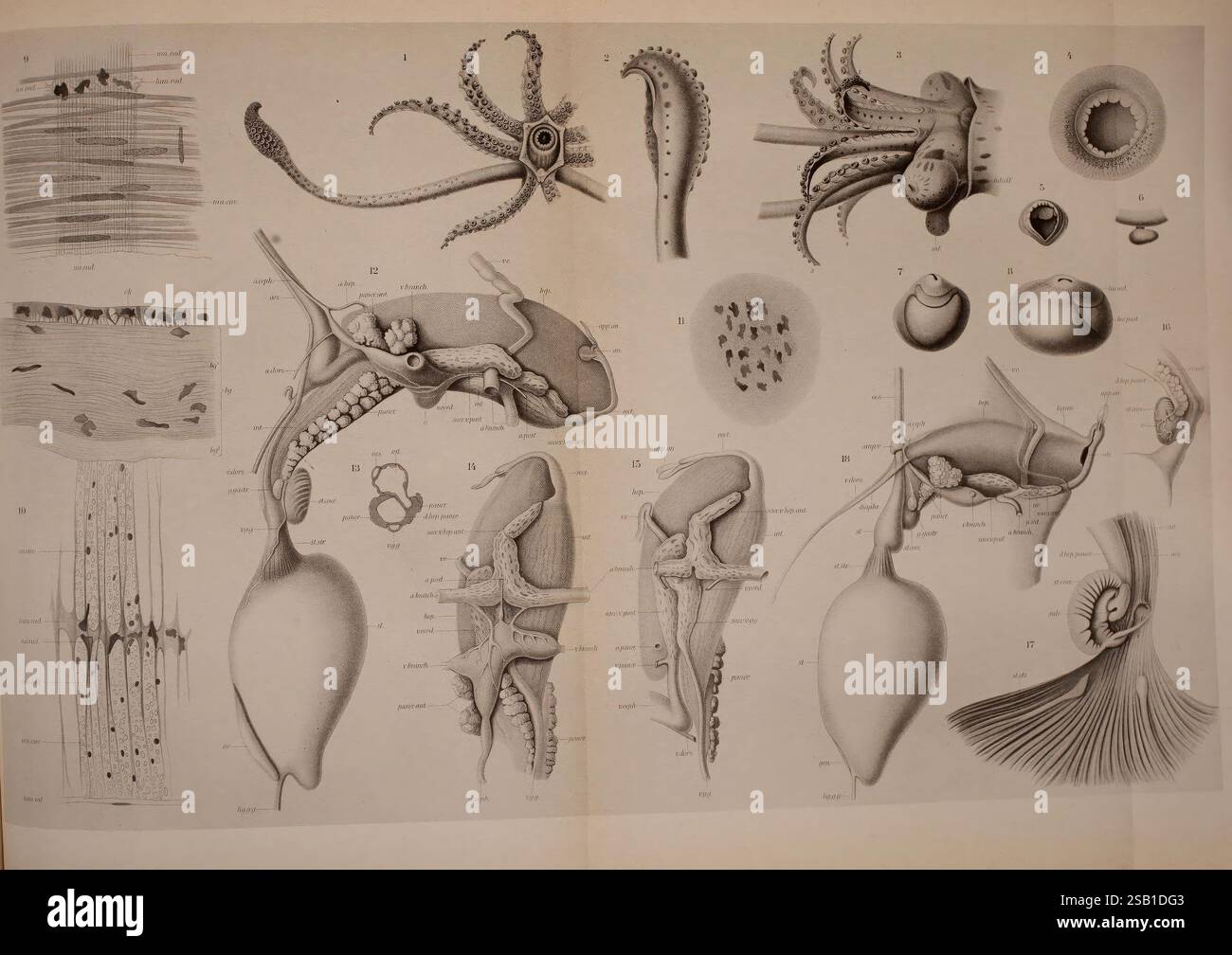The Cephalopod, atlas, 1975, Cephalopoda, Euthowenia pellucida ...