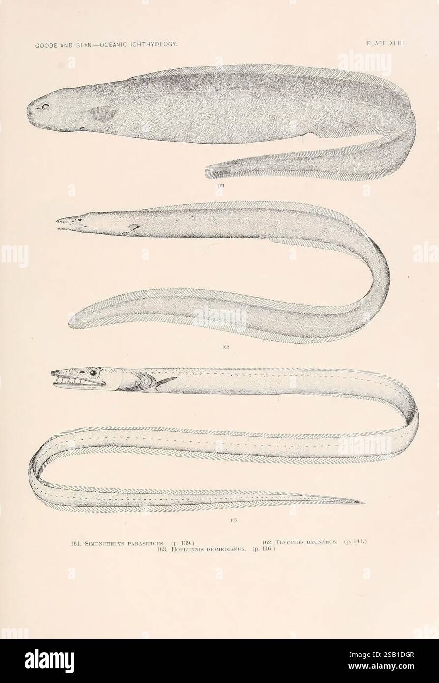 Oceanic Ichthyology v.22 Atlas Cambridge, U.S.A, 1896. Atlantic Ocean ...