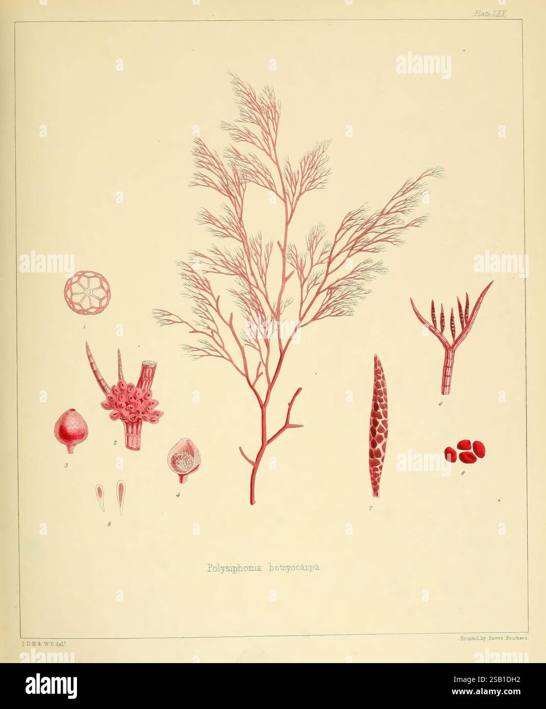 Seaweed lifecycle hi-res stock photography and images - Alamy
