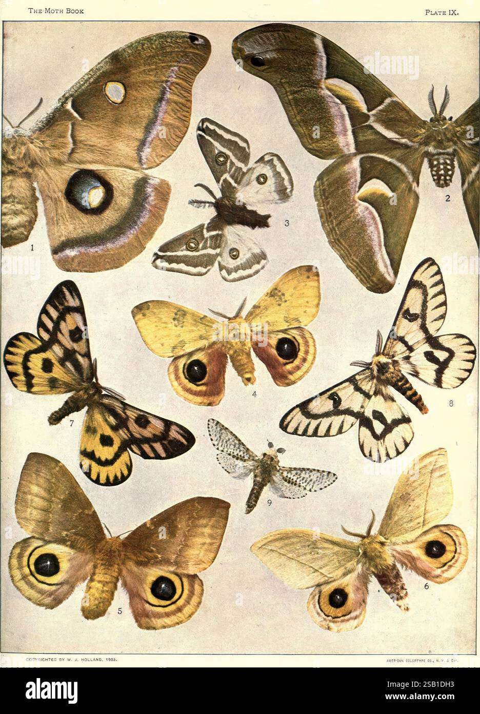 The Moth Book Garden City, New York, 1916, North America, Lepidoptera ...