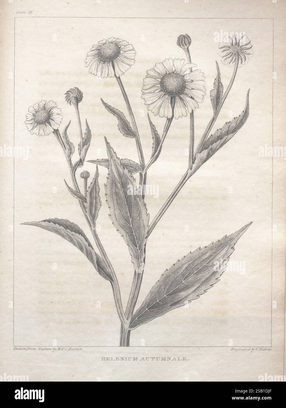 Prominent central disc surrounded hi-res stock photography and images ...