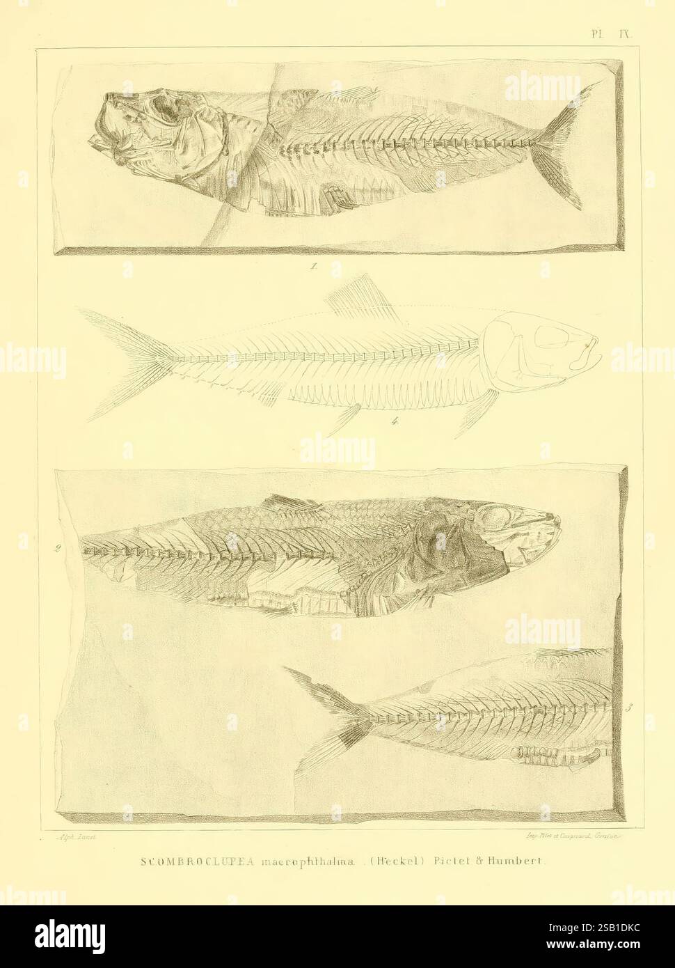 Nouvelles recherches sur les poissons fossiles du Mont Liban, Genève ...