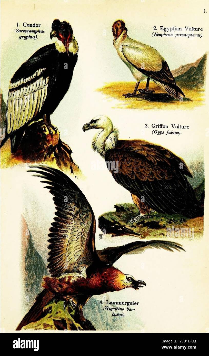 Birds of the world for young people, New York, F.A. Stokes Company ...