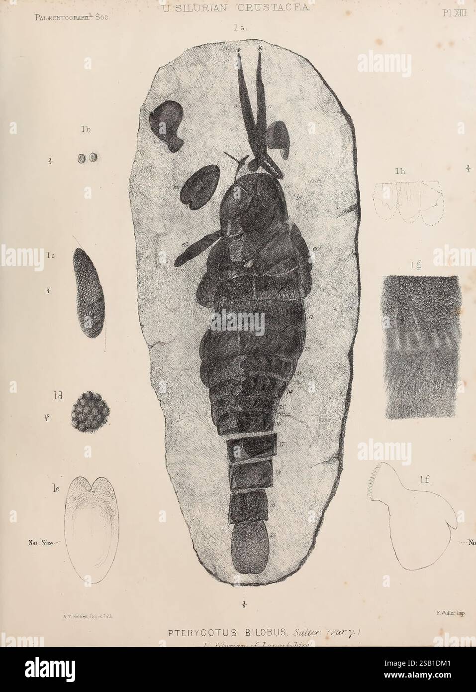 A monograph of the British fossil Crustacea, London, Printed for the ...