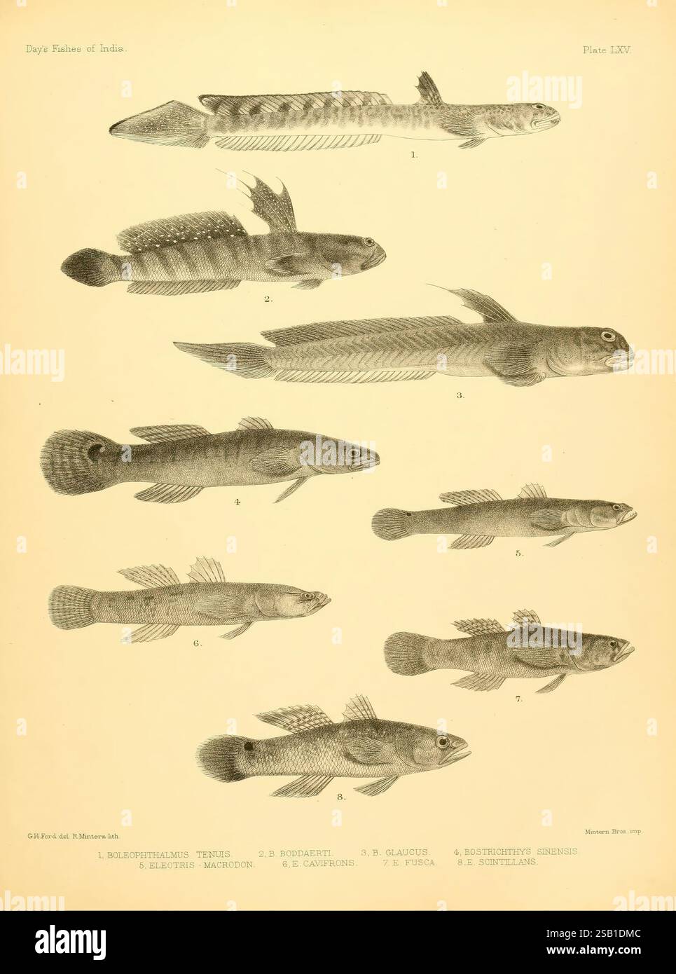 Detailed representation of various fish species hi-res stock ...