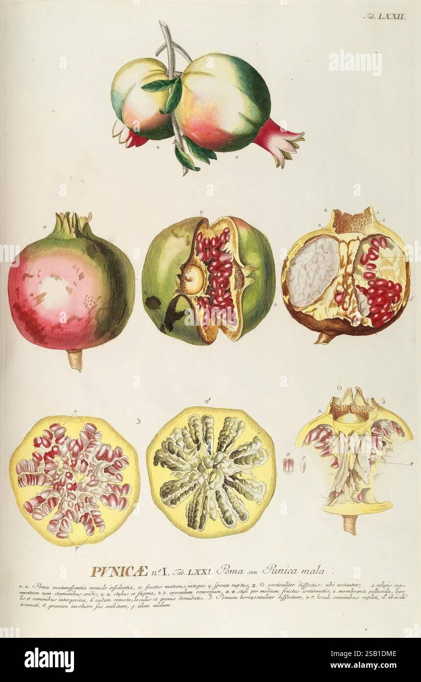 Six sections reveal hi-res stock photography and images - Alamy