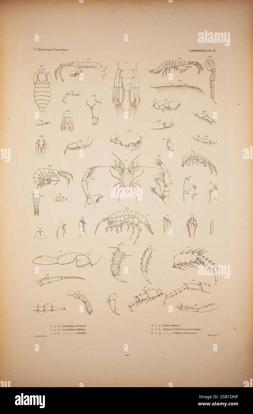 Crustacea Philadelphia Printed by C. Sherman 1852-55 [i.e. 1861 ...