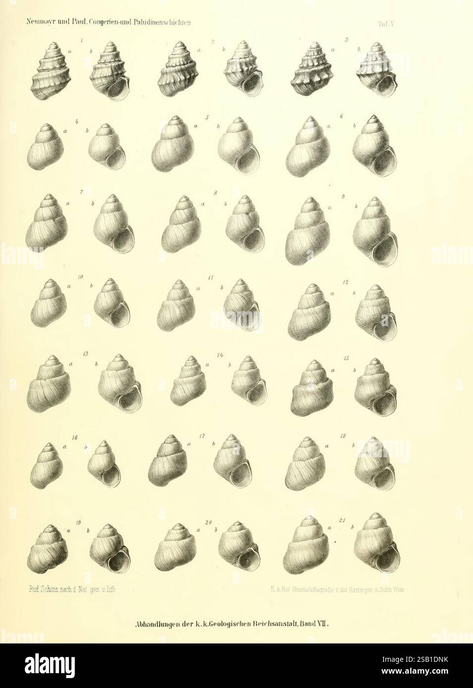 Showcasing numerous types hi-res stock photography and images - Alamy