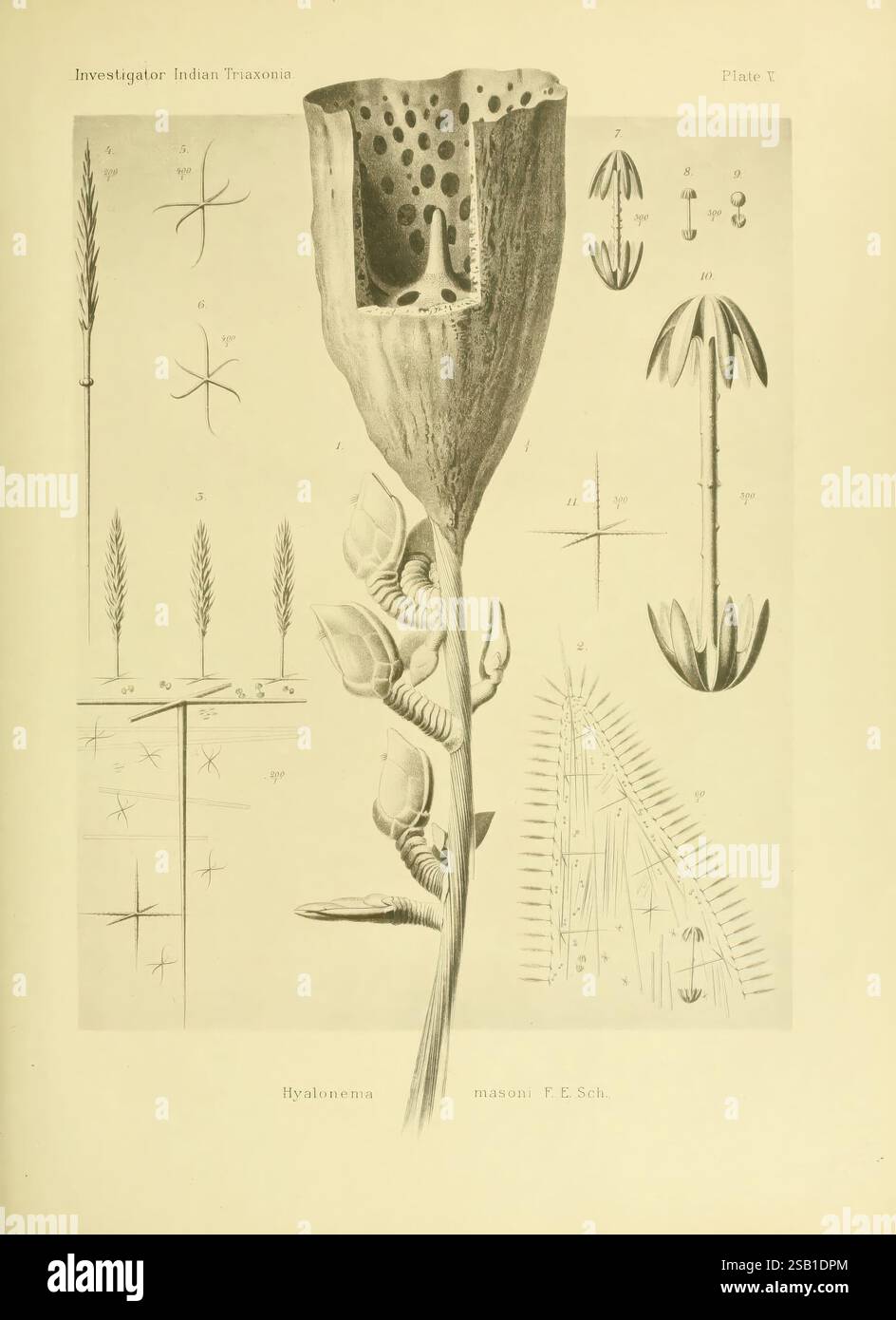 An, account, of, the, Indian, Triaxonia, collected, by, the, Royal ...