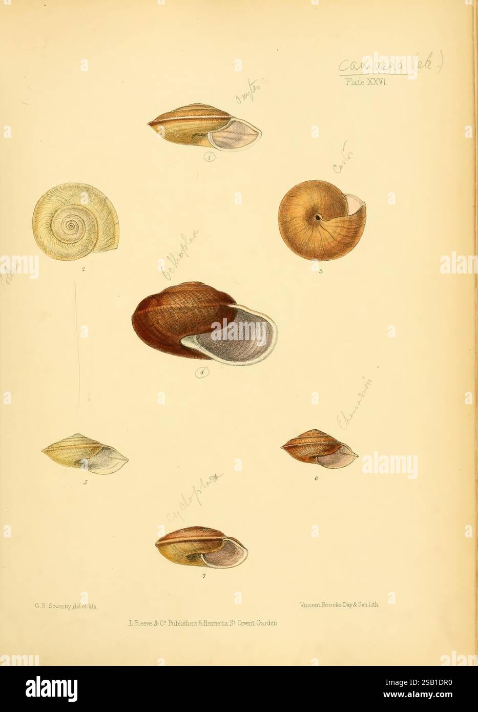 Conchologia indica, London, 1870-1876, shells, India, mollusks, A ...