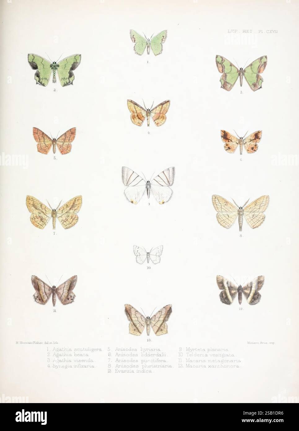 A detailed arrangement of various butterfly species displayed in two ...