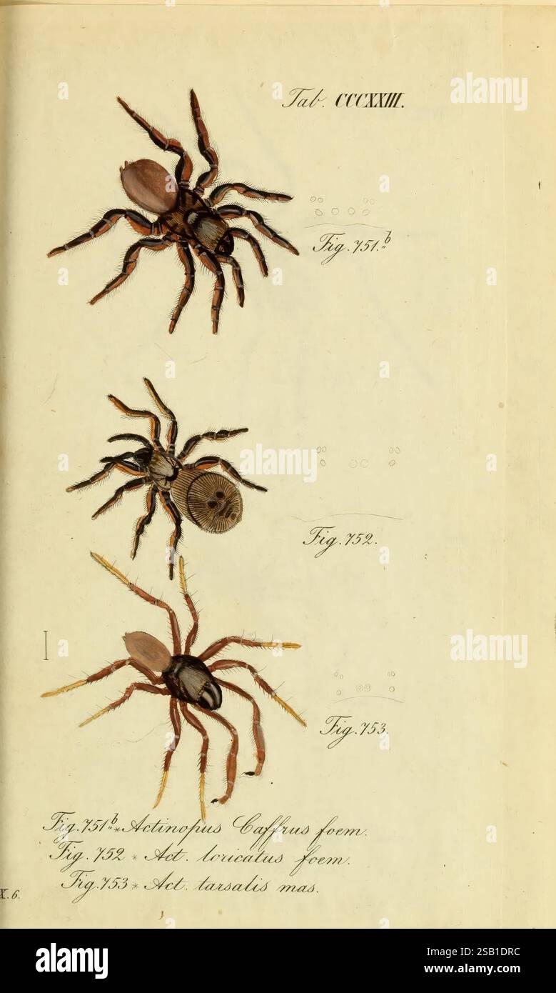 Die Arachniden, Nürnberg, In der C. H. Zeh'schen Buchhandlung, 1831-1848, Arachnida, The ...