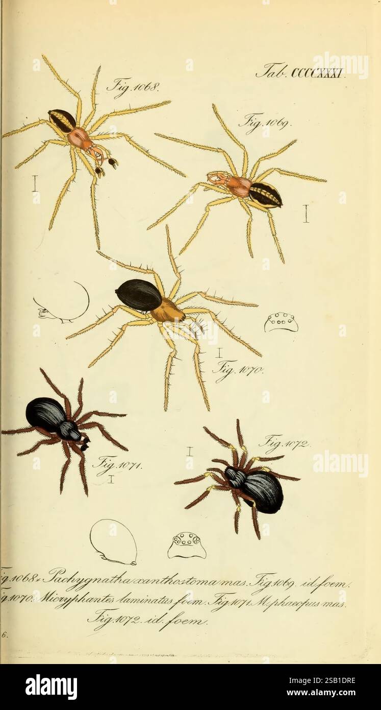 Upper section displays two spiders hi-res stock photography and images ...