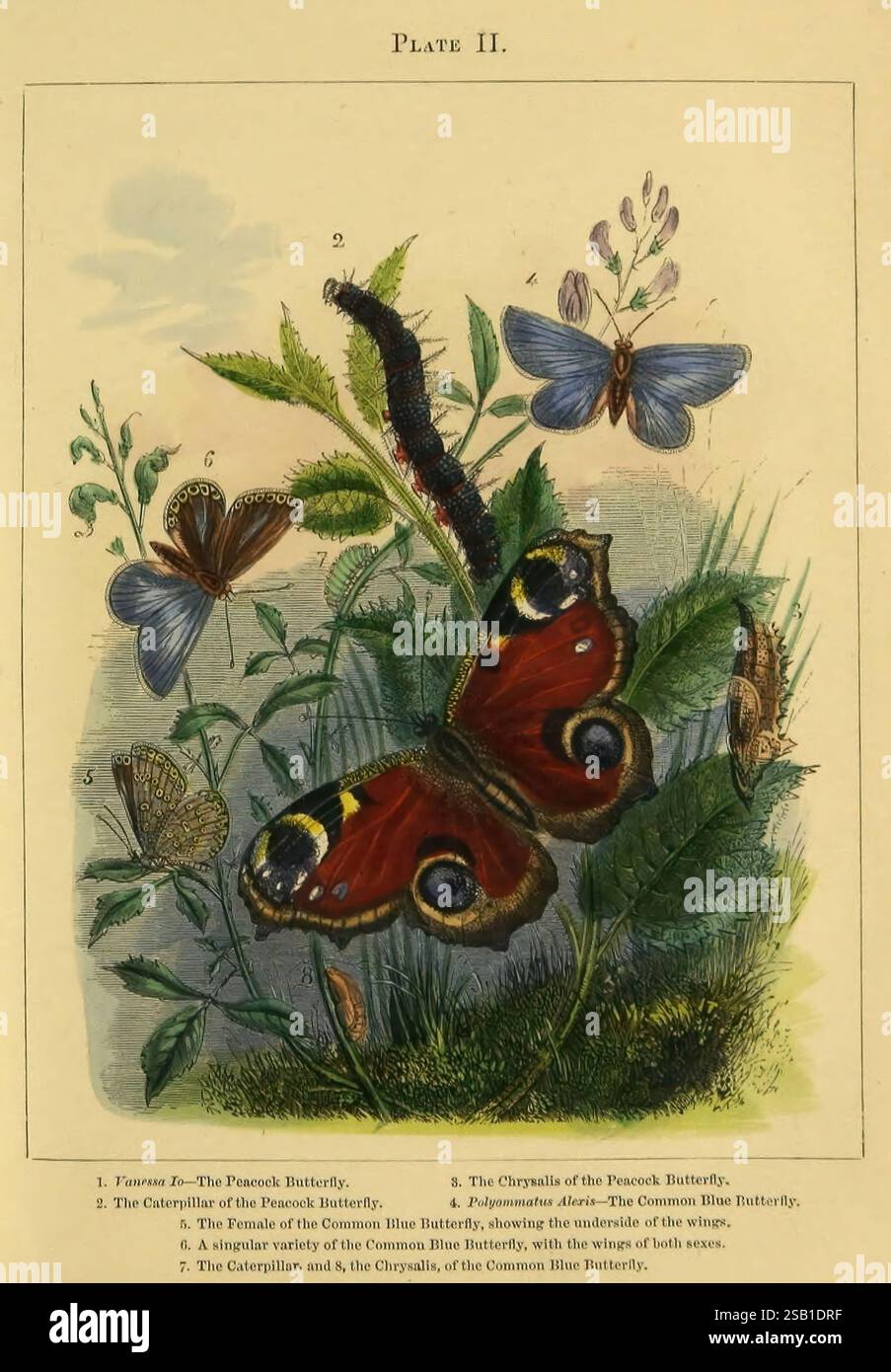 Prominent peacock butterfly hi-res stock photography and images - Alamy