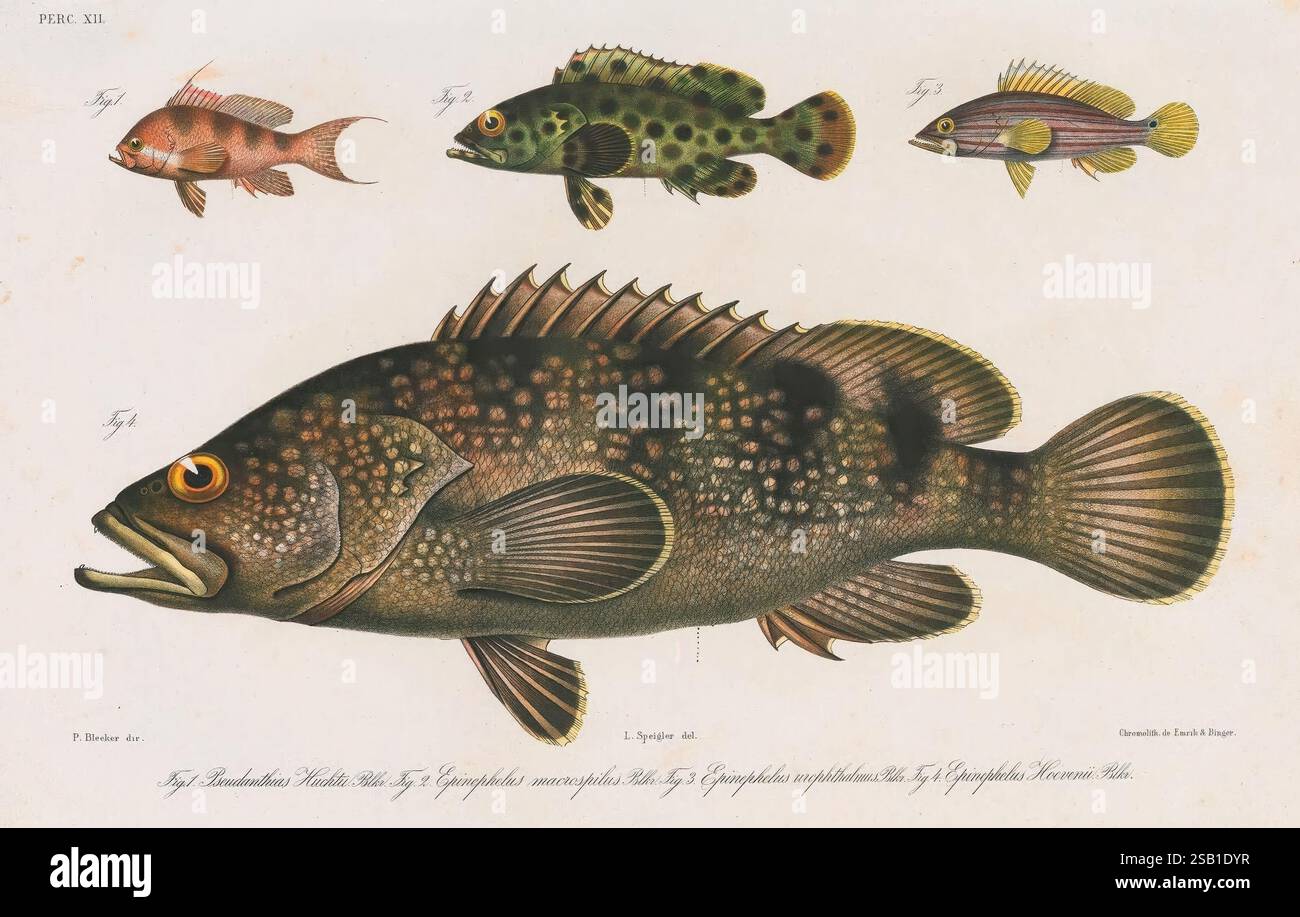 Featuring various body shapes hi-res stock photography and images - Alamy