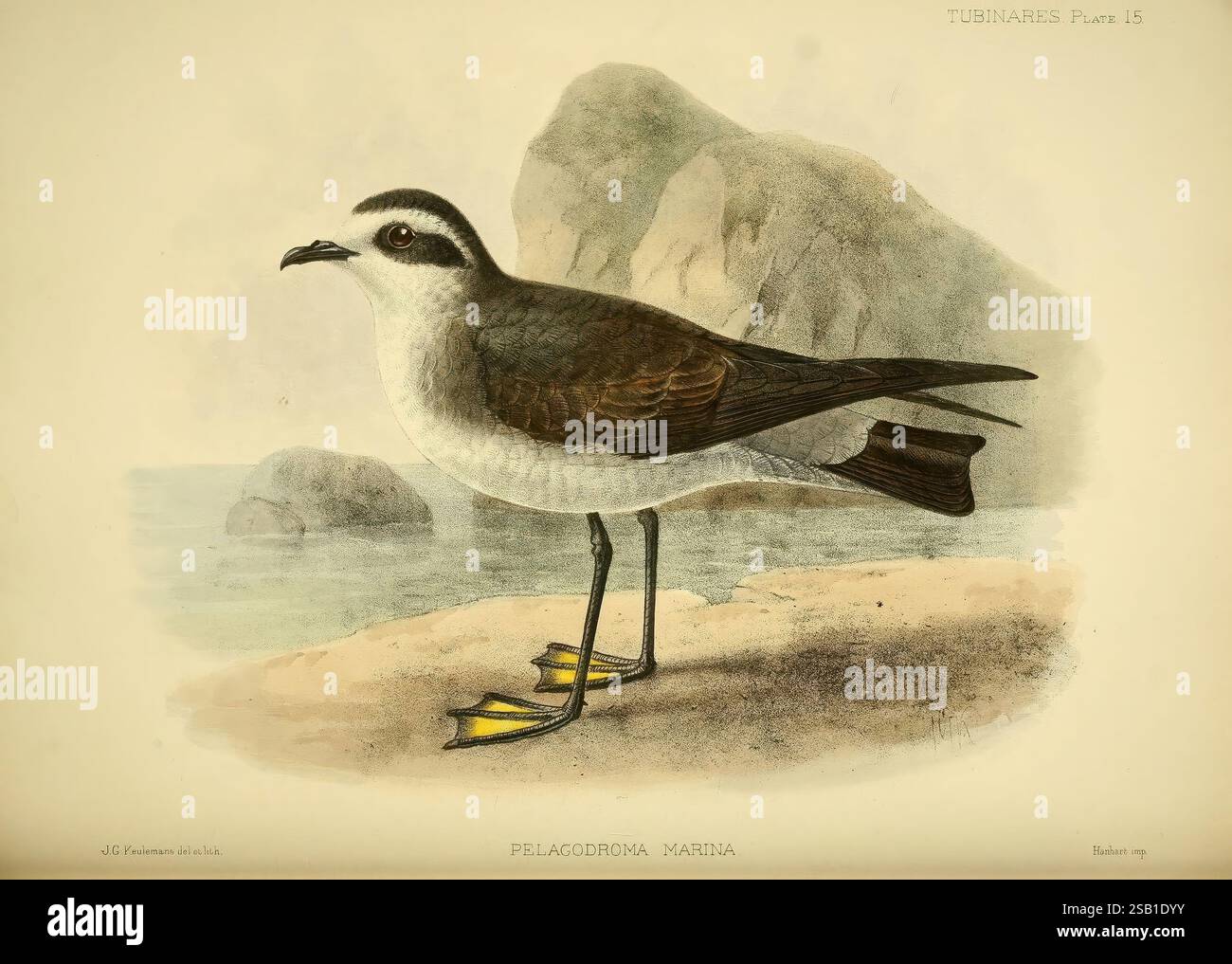 A monograph of the petrels (order Tubinares), London, Witherby & Co ...