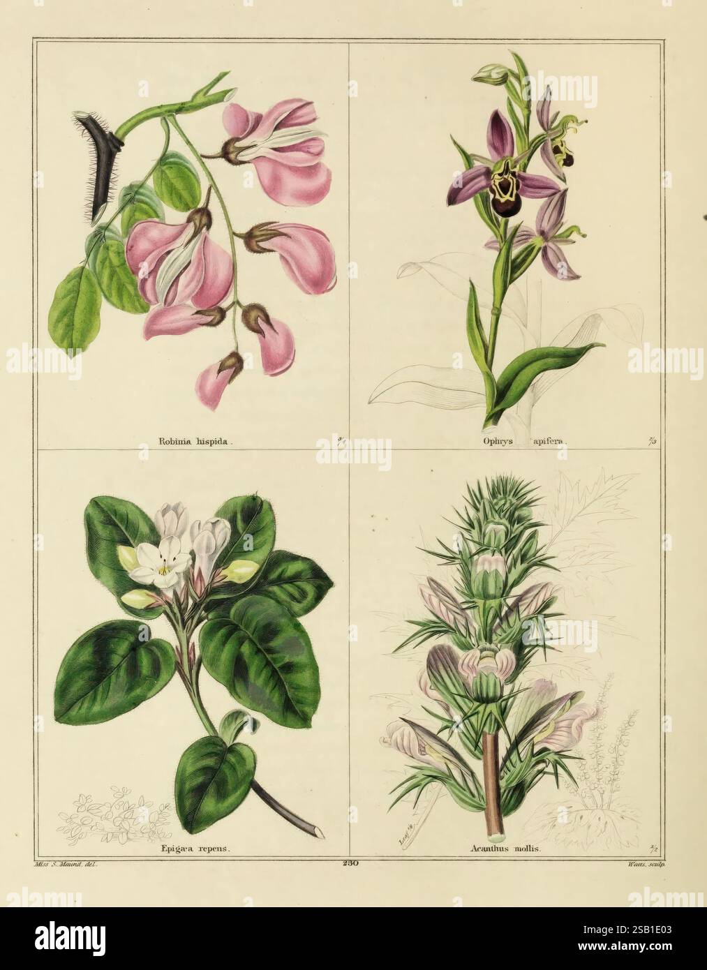 The, botanic, garden, London, Simpkin, &, Marshall, 1825, botany ...