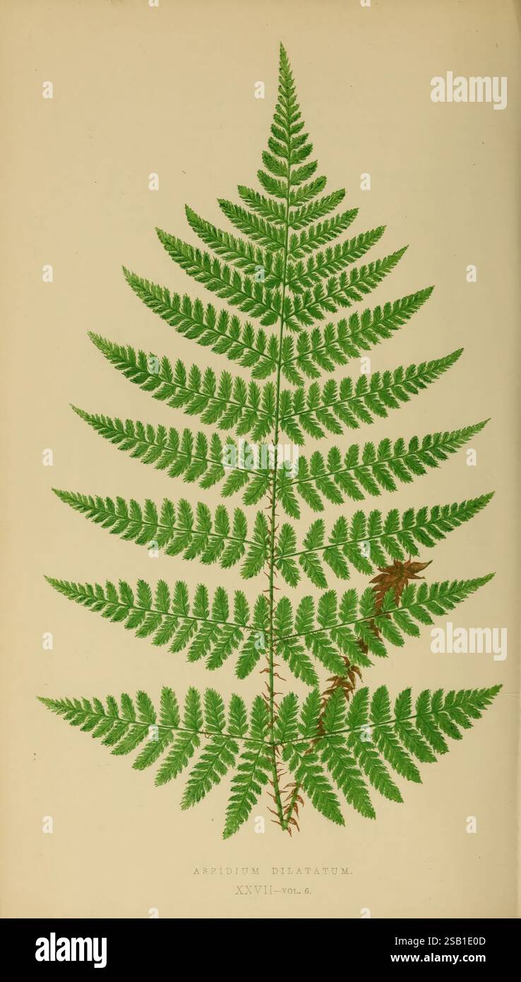 Ferns: British and exotic 1856-60, ferns, A detailed illustration of a ...