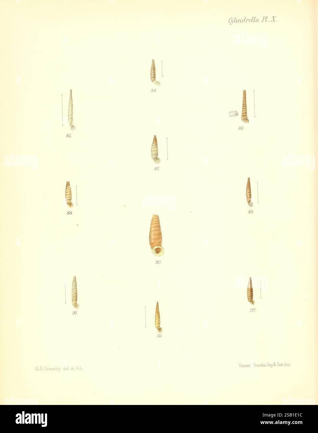 Conchologia Iconica, or Illustrations of the Shells of Molluscous ...
