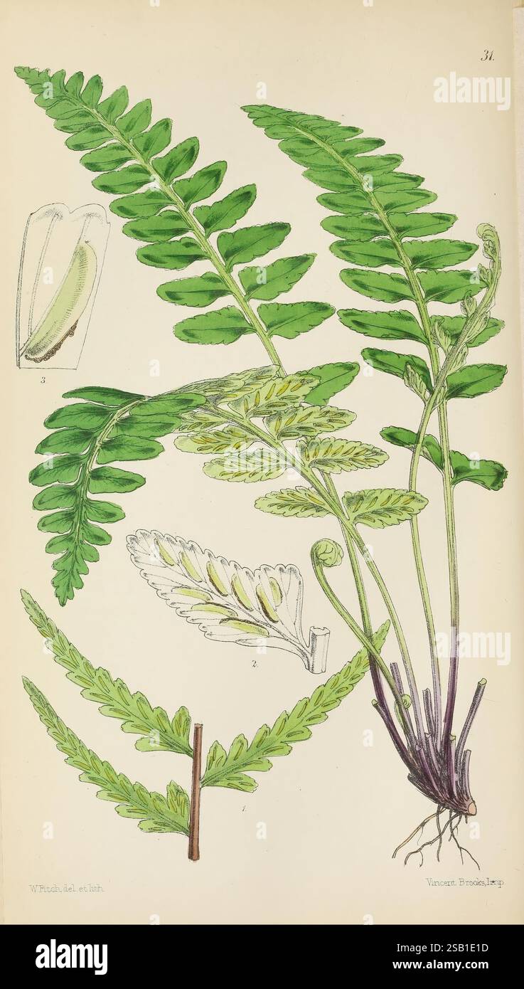 Havburkne hi-res stock photography and images - Alamy