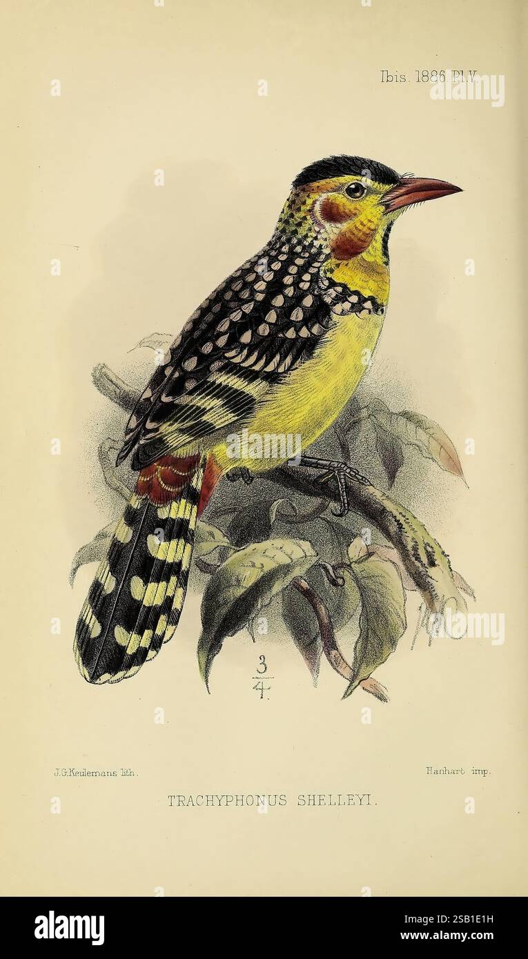 Birds head features distinctive markings hi-res stock photography and ...
