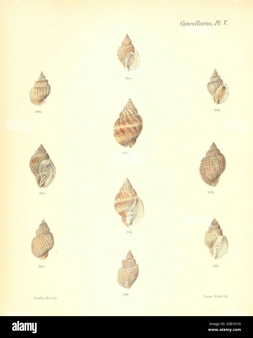 Conchologia iconica, or Illustrations of the shells of molluscous ...