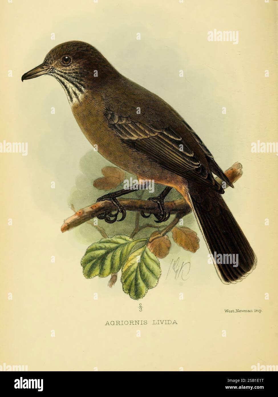 Agriornis livida hi-res stock photography and images - Alamy