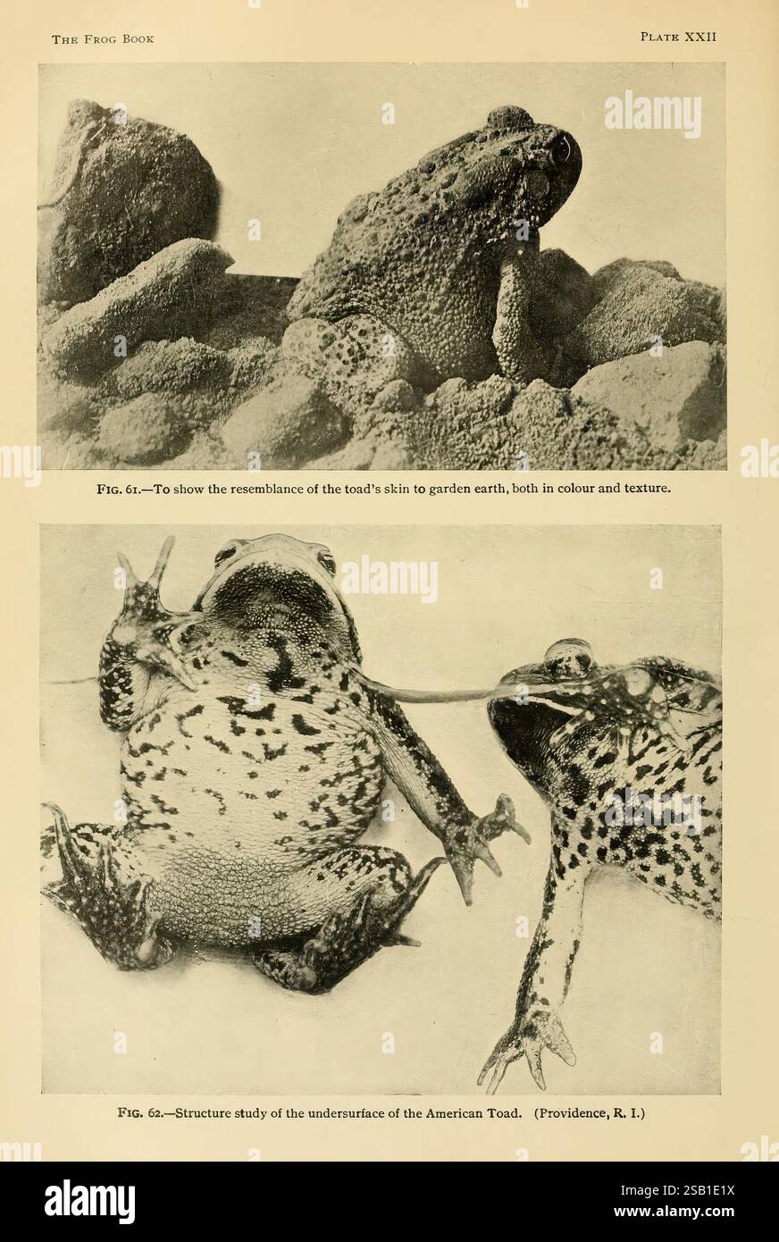 The frog book New York,1907, North America, Amphibians, Toads, American ...