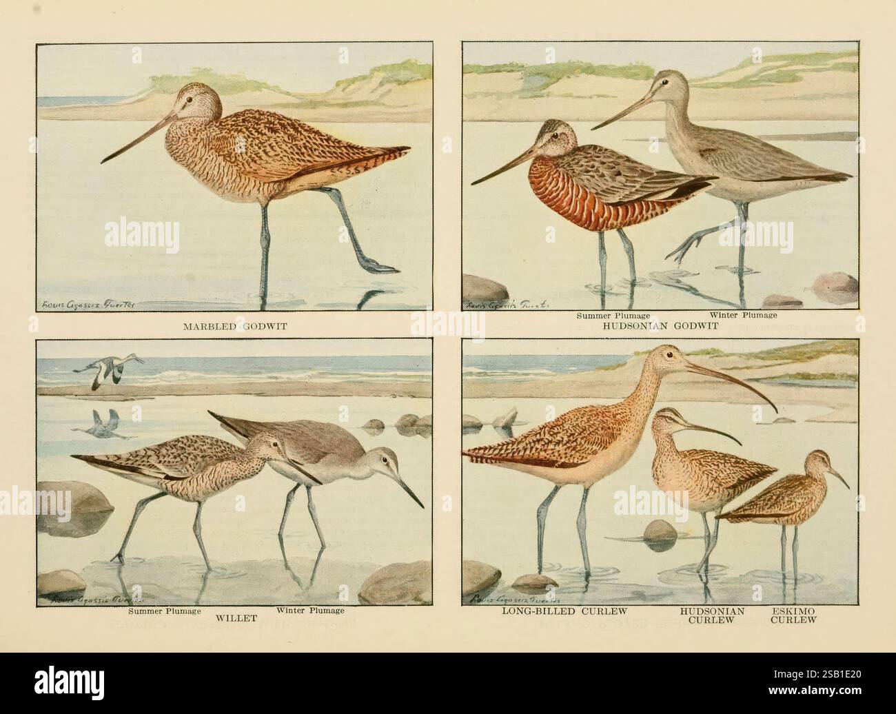 Hudsonian godwit displays hi-res stock photography and images - Alamy