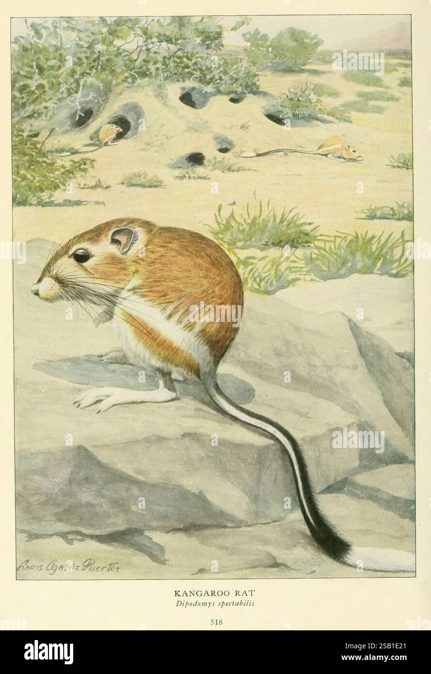 Wild animals of North America Washington, D.C. mammals North America ...