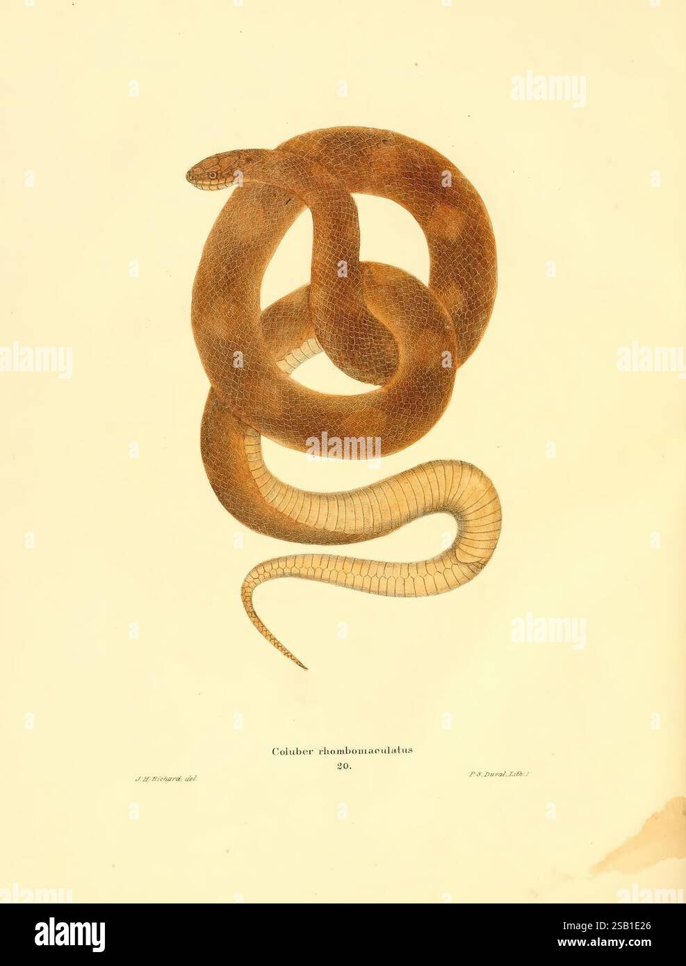 Gracefully tapered hi-res stock photography and images - Alamy