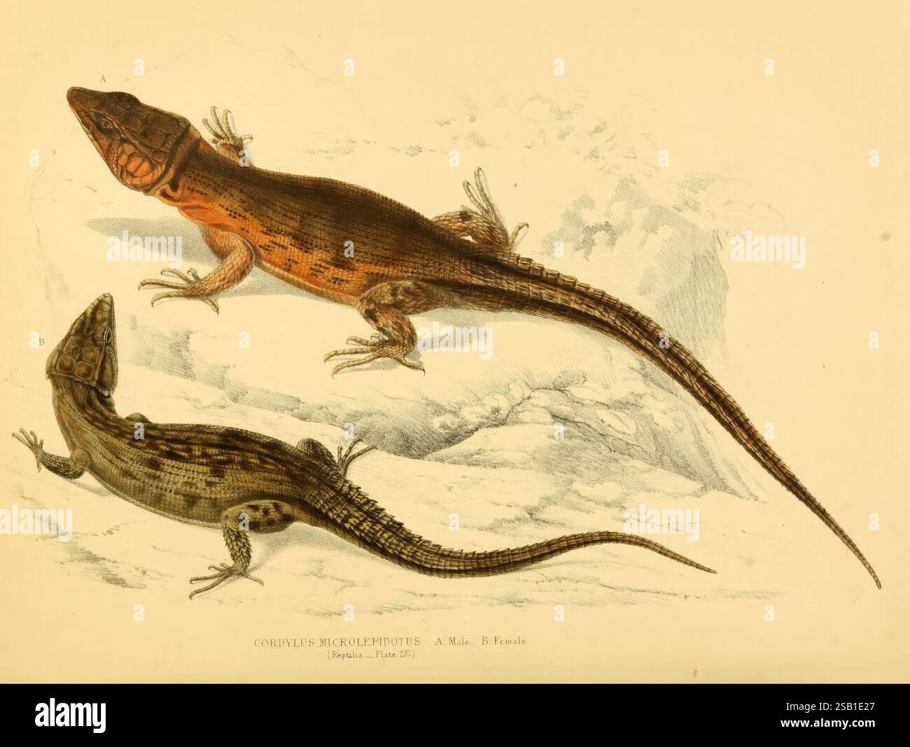 Illustrations of the Zoology of South Africa, v.3, London, Smith, Elder ...