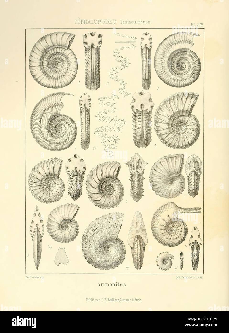 Detailed features of ammonite fossils hi-res stock photography and ...