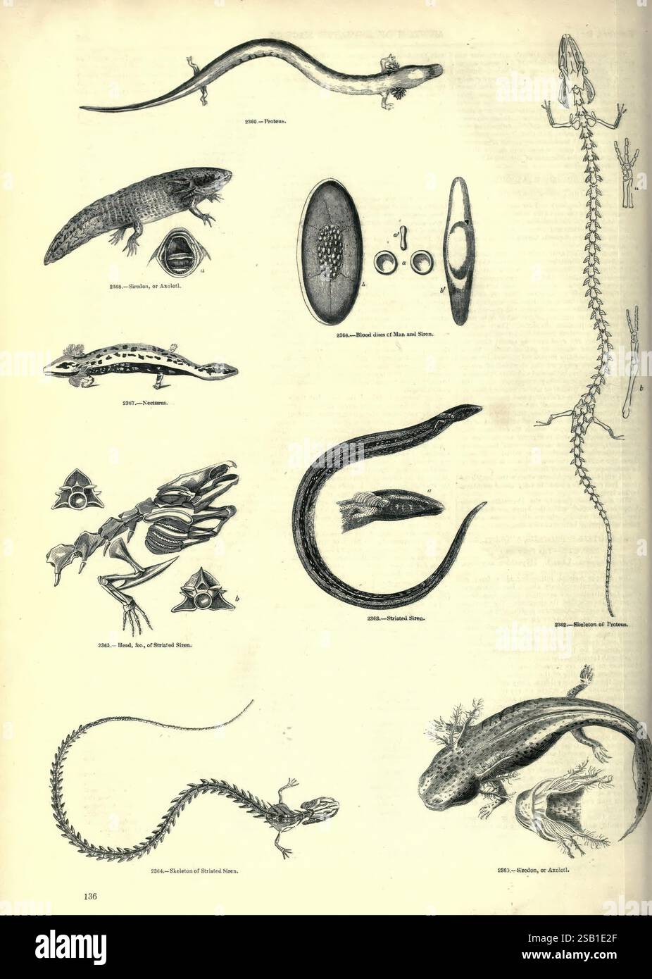 The, Pictorial, Museum, of, Animated, Nature, London, C. Cox, [1844 ...