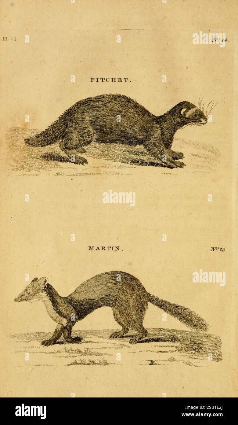 British, zoology, Warrington, Printed by W. Eyres, for B. White, London ...