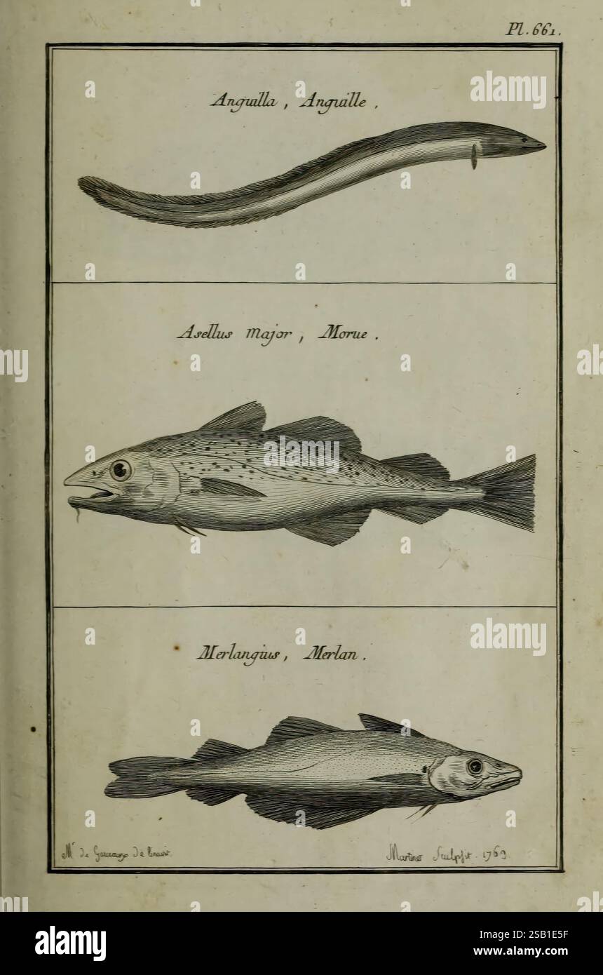 Moray cod hi-res stock photography and images - Alamy